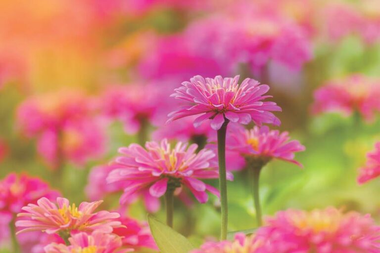 Official Visitor Guide - Decatur Magazine